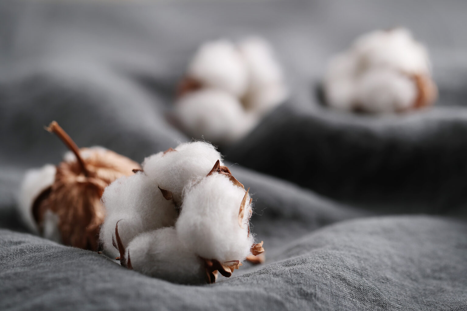 IDR | El algodón y el poliéster: Las estrellas de la industria textil